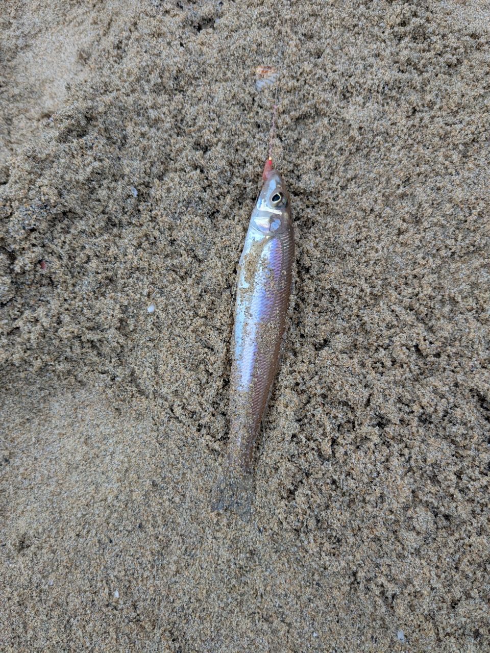 キスBOY@パパ さんの 2025年05月16日のキスの釣り・釣果情報(福岡県 - 今津湾) - アングラーズ | 釣果600万件の魚釣り情報サイト