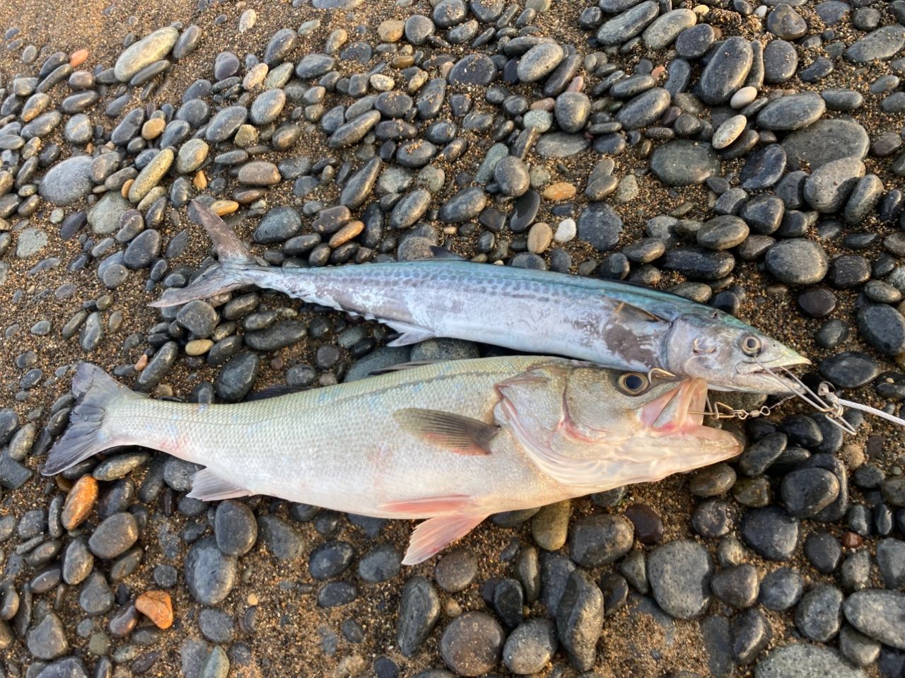 アングラ03139886さんの2025年05月18日(日)の釣行(石川県 - 新堀川河口) - アングラーズ | 釣果600万件の魚釣り情報サイト