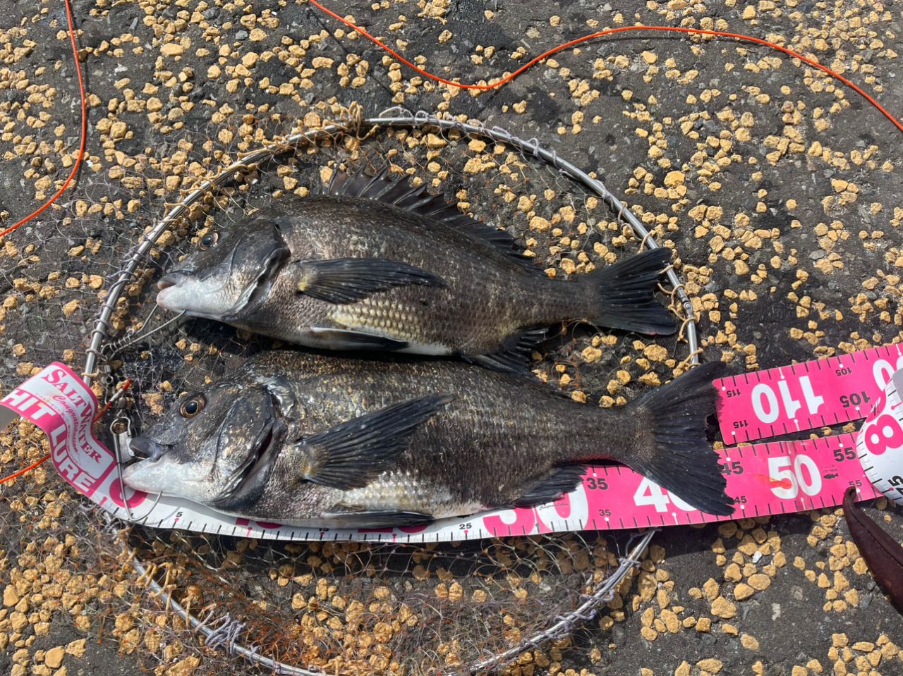 RinSan さんの 2025年05月18日のクロダイの釣り・釣果情報(神奈川県 - 神奈川県横浜市鶴見区近辺) - アングラーズ | 釣果600万件の魚釣り情報サイト