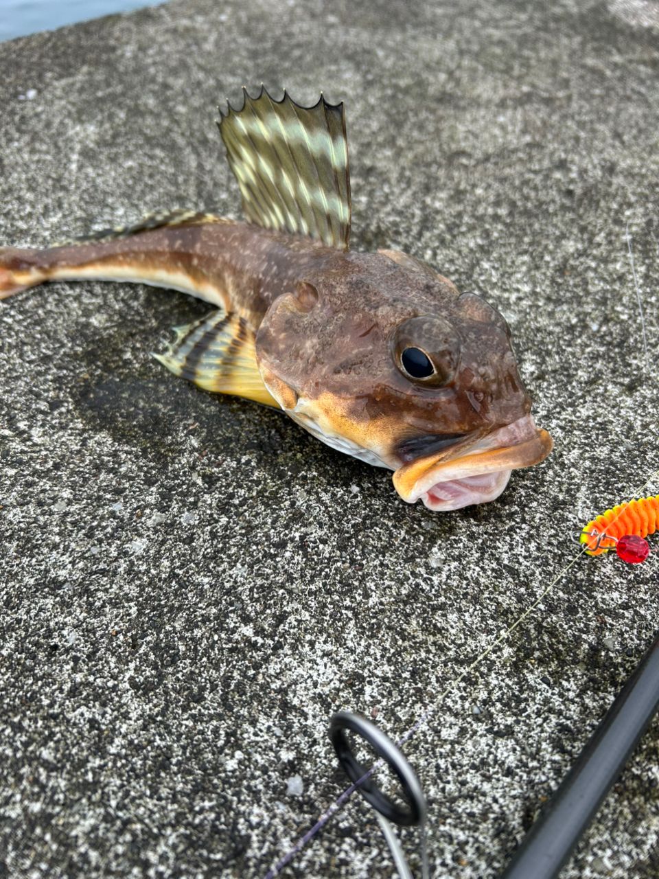 M-tomo【ともぞう】さんの2025年05月21日(水)の釣行(北海道 - 室蘭港) - アングラーズ | 釣果600万件の魚釣り情報サイト