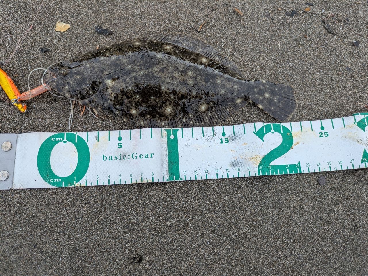 ytytさんの2025年05月22日(木)の釣行(千葉県 - 新舞子海岸（富津）) - アングラーズ | 釣果600万件の魚釣り情報サイト