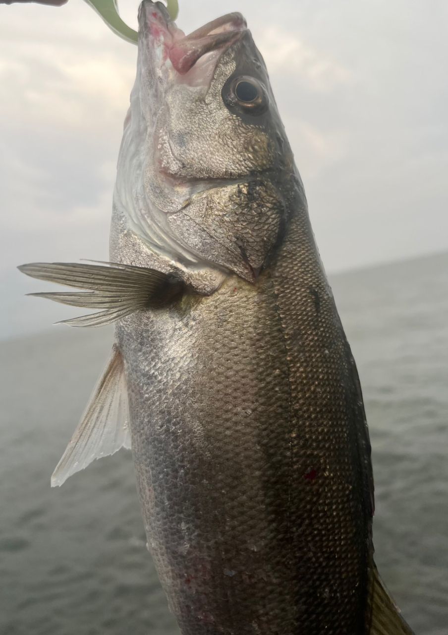 Turkeys japanさんの2025年05月25日(日)の釣行(千葉県 - 高洲海浜公園) - アングラーズ | 釣果600万件の魚釣り情報サイト