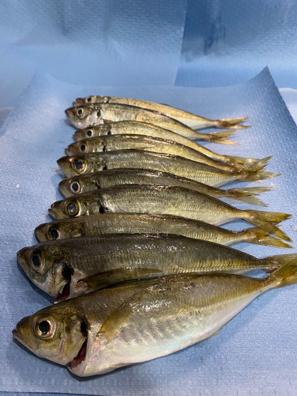 Ryo the Sky fishさんの2025年05月25日(日)の釣行(茨城県 - 鹿島灘) - アングラーズ | 釣果600万件の魚釣り情報サイト