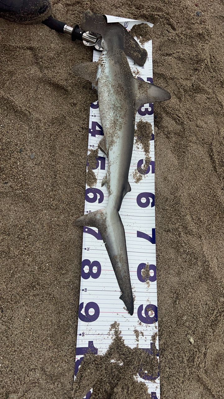 ケン坊ABC さんの 2025年05月26日のハンマーヘッドシャークの釣り・釣果情報(愛知県 - 伊良湖サーフ) - アングラーズ | 釣果 ...