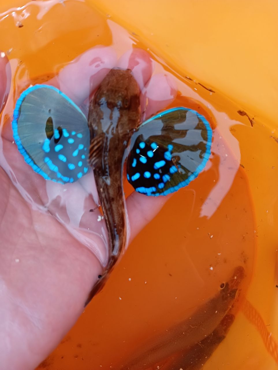 欲は作れ （現役中学生）さんの2025年05月26日(月)の釣行(福岡県 - 今津湾) - アングラーズ | 釣果600万件の魚釣り情報サイト