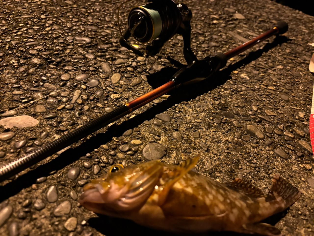 J73さんの2025年05月27日(火)の釣行(高知県 - 手結港) - アングラーズ | 釣果600万件の魚釣り情報サイト