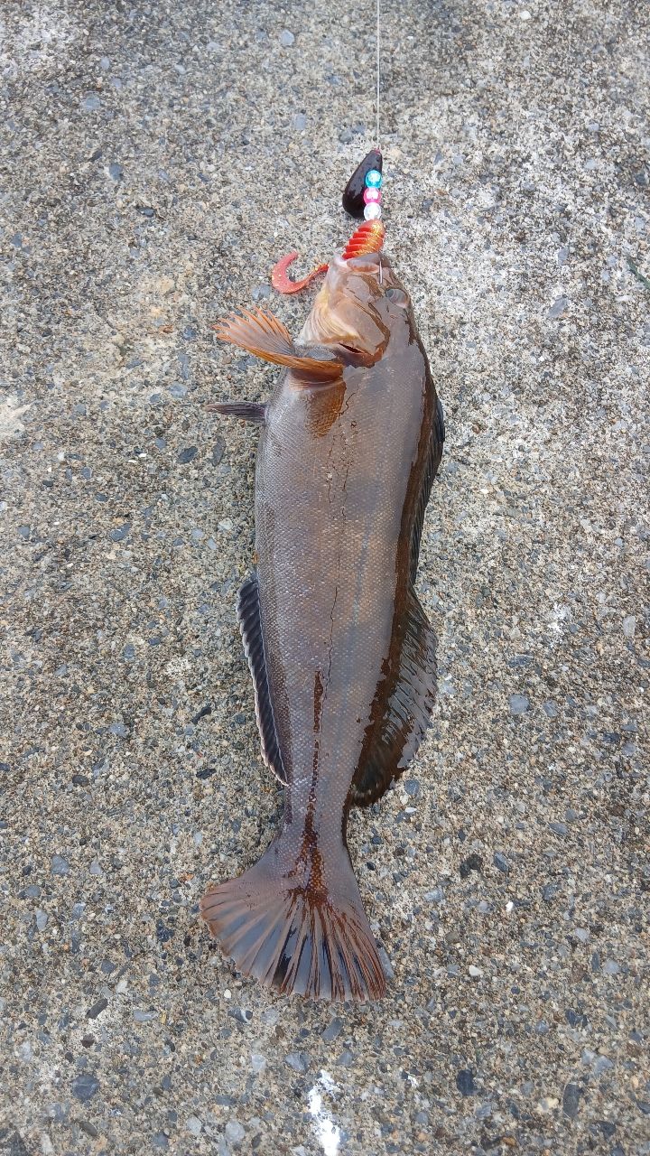 Kuwawa さんの 2025年05月29日のアイナメの釣り・釣果情報(内浦湾（北海道）) - アングラーズ | 釣果600万件の魚釣り情報サイト