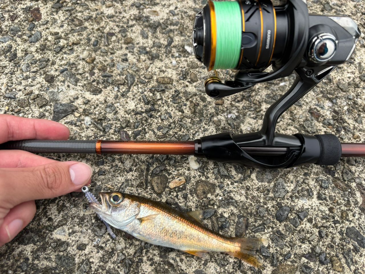 J73さんの2025年05月29日(木)の釣行(高知県 - 安芸漁港) - アングラーズ | 釣果600万件の魚釣り情報サイト