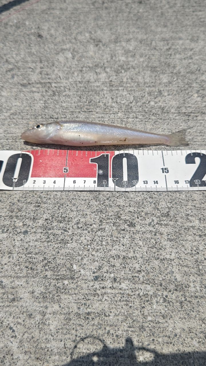 YYBBさんの2025年05月31日(土)の釣行(広島県 - 下蒲刈島) - アングラーズ | 釣果600万件の魚釣り情報サイト