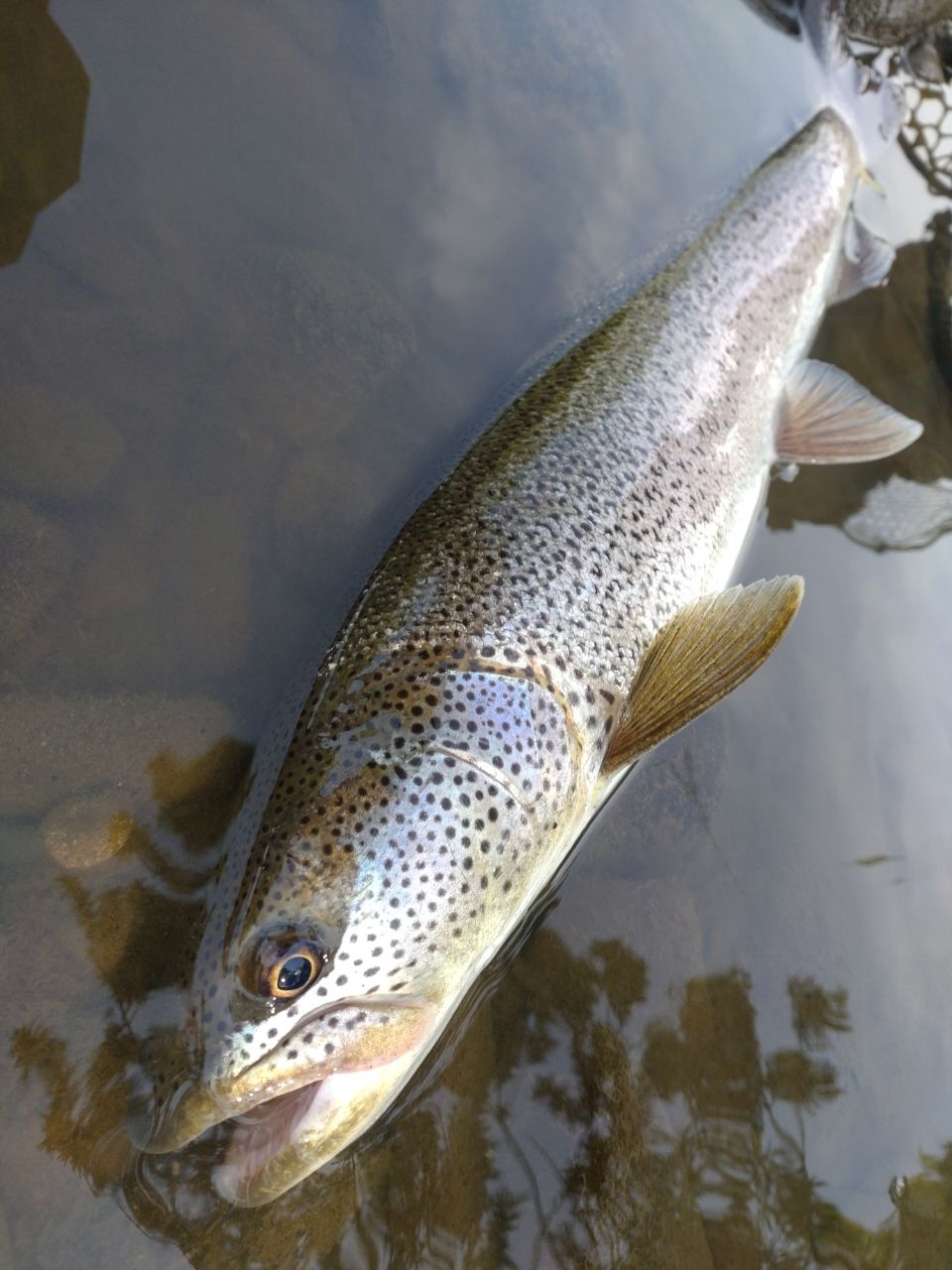 アングラー1328926さんの2025年05月31日(土)の釣行(北海道 - 道北地方) - アングラーズ | 釣果600万件の魚釣り情報サイト