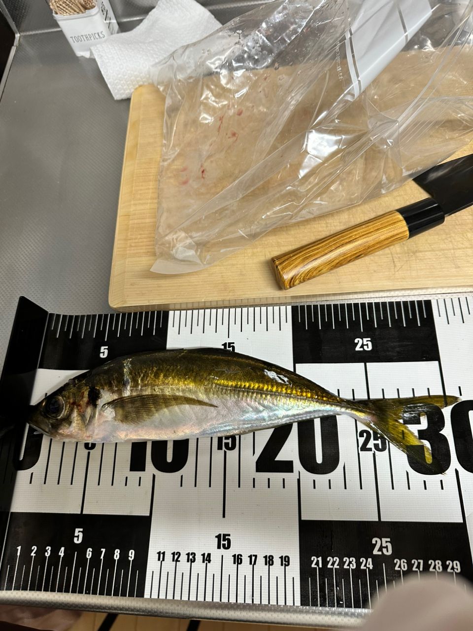 トッキい さんの 2025年06月08日のマアジの釣り・釣果情報(富山県 - 富山湾) - アングラーズ | 釣果600万件の魚釣り情報サイト