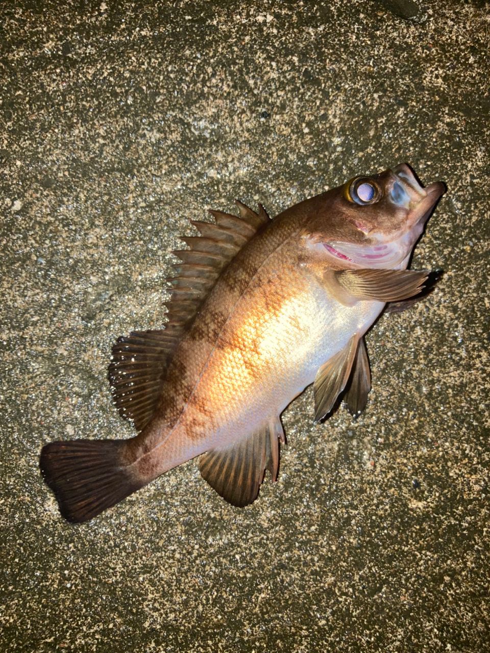 LD E.A.S.S.ヒラ社員鈴さんさんの2025年06月12日(木)の釣行(福島県 - 江名港) - アングラーズ | 釣果600万件の魚釣り情報サイト