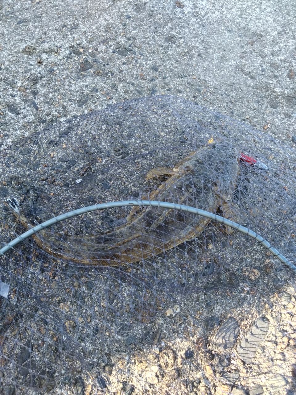 tmr2 さんの 2025年06月16日のマゴチの釣り・釣果情報(新潟県 - 新潟県村上市近辺) - アングラーズ | 釣果600万件の魚釣り ...