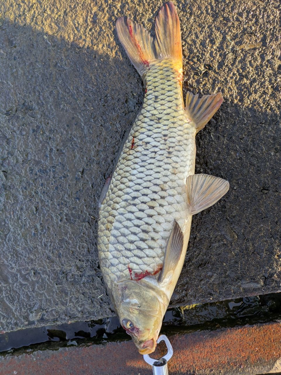 T-Hirataさんの2025年06月18日(水)の釣行(茨城県 - 霞ヶ浦) - アングラーズ | 釣果600万件の魚釣り情報サイト