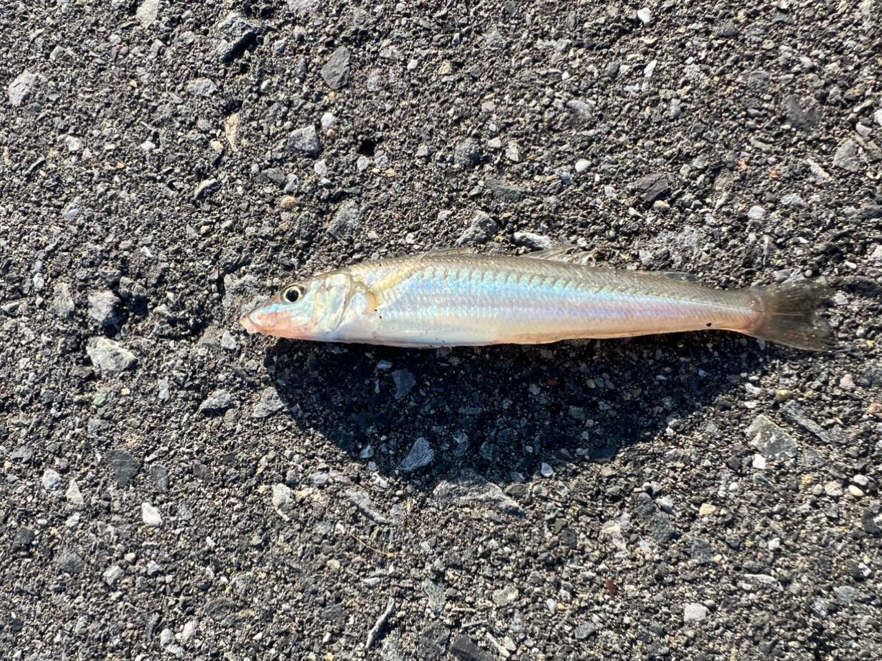 Turkeys japan さんの 2025年06月22日のシロギスの釣り・釣果情報(千葉県 - 境川（浦安）) - アングラーズ | 釣果 ...