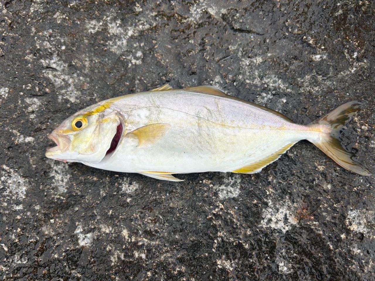 MOCO氏さんの2025年06月24日(火)の釣行(神奈川県 - 柳島海岸) - アングラーズ | 釣果600万件の魚釣り情報サイト