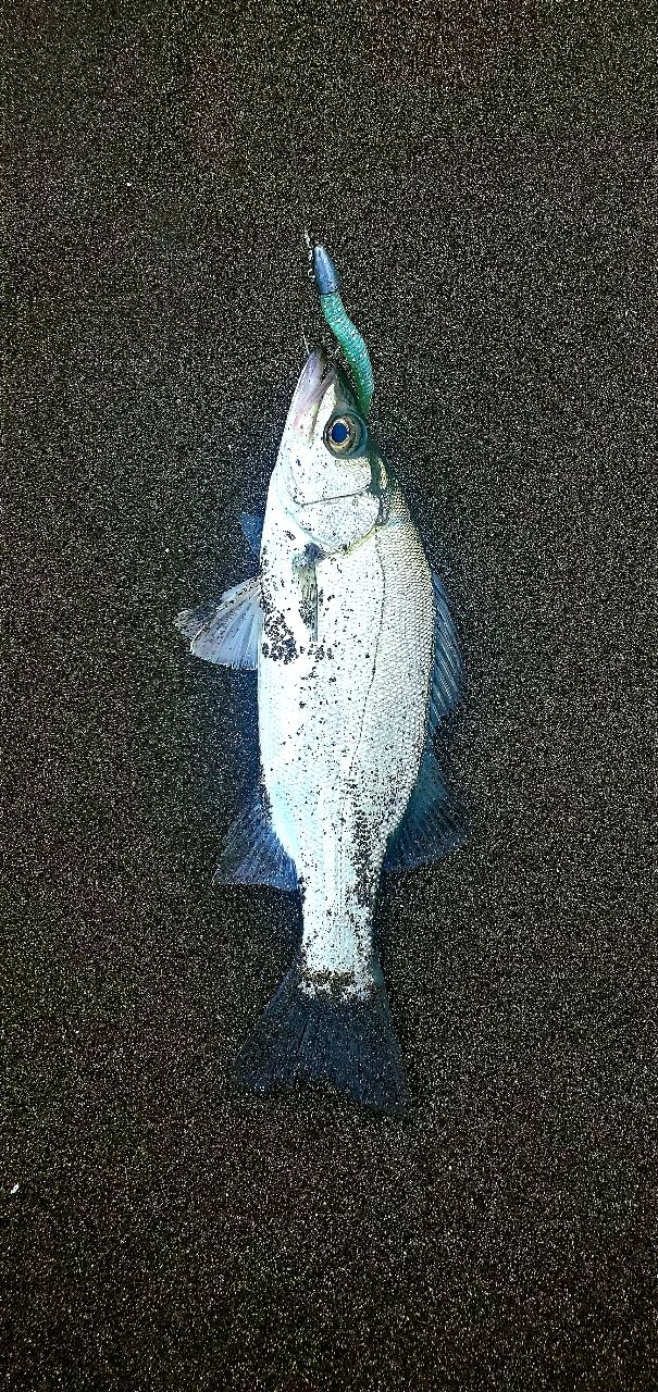 YsK*さんの2025年06月25日(水)の釣行(千葉県 - 館山湾) - アングラーズ | 釣果600万件の魚釣り情報サイト