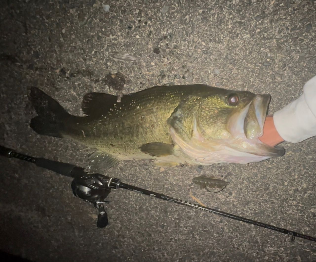 Mr.SZK (鈴木)さんの2025年06月25日(水)の釣行(滋賀県 - 浜大津) - アングラーズ | 釣果600万件の魚釣り情報サイト