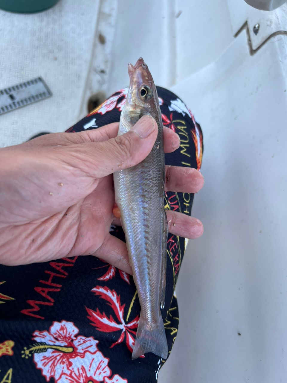 Turkeys japan さんの 2025年06月28日のタコの釣り・釣果情報(千葉県 - 花見川河口) - アングラーズ | 釣果600万 ...