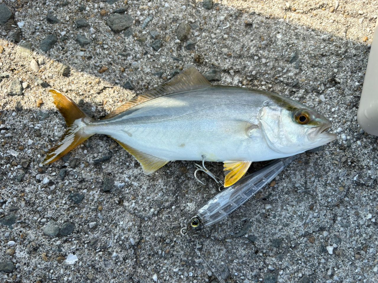 nyag さんの 2025年07月04日のネリゴの釣り・釣果情報(福岡県 - 神湊漁港) - アングラーズ | 釣果600万件の魚釣り情報サイト