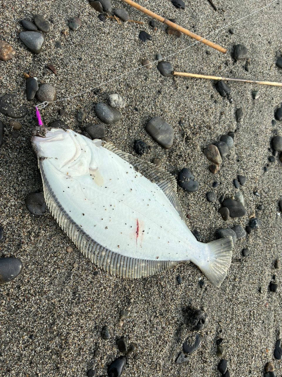 Oichanさんの2025年07月05日(土)の釣行(静岡県 - 遠州灘) - アングラーズ | 釣果600万件の魚釣り情報サイト