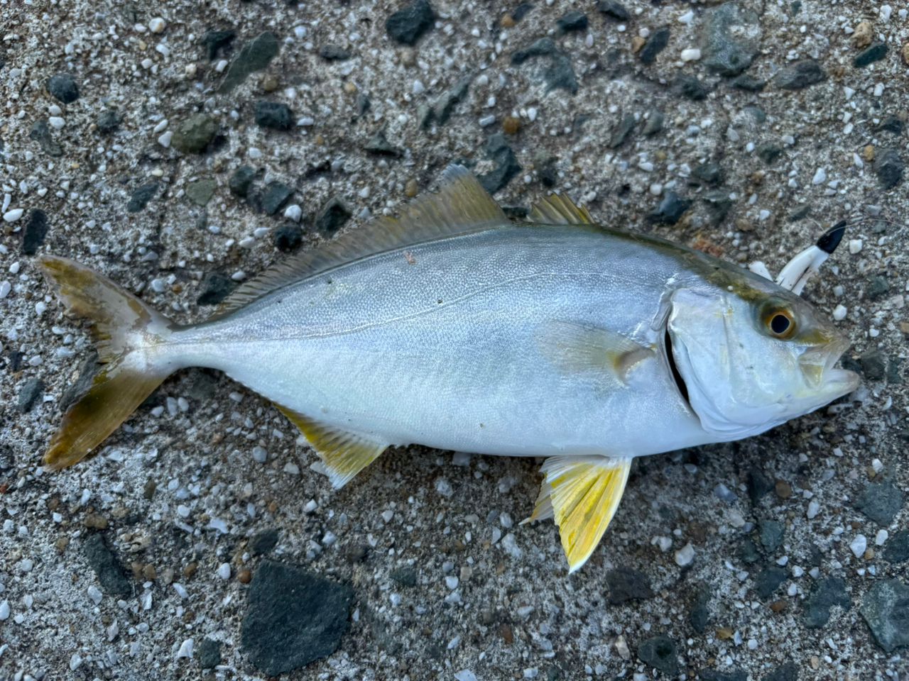 nyagさんの2025年07月07日(月)の釣行(福岡県 - 神湊漁港) - アングラーズ | 釣果600万件の魚釣り情報サイト
