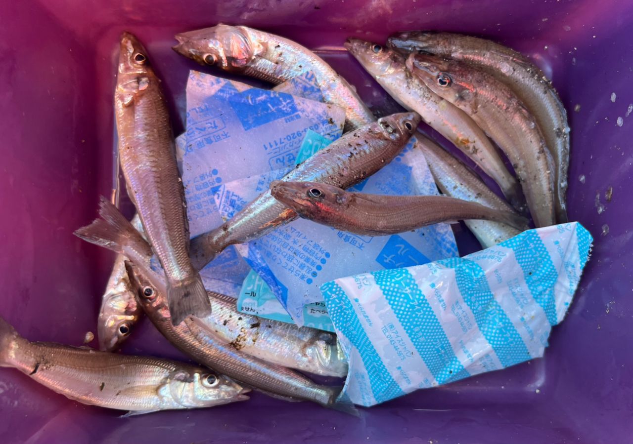 Turkeys japanさんの2025年07月10日(木)の釣行(千葉県 - 高洲海浜公園) - アングラーズ | 釣果600万件の魚釣り情報サイト