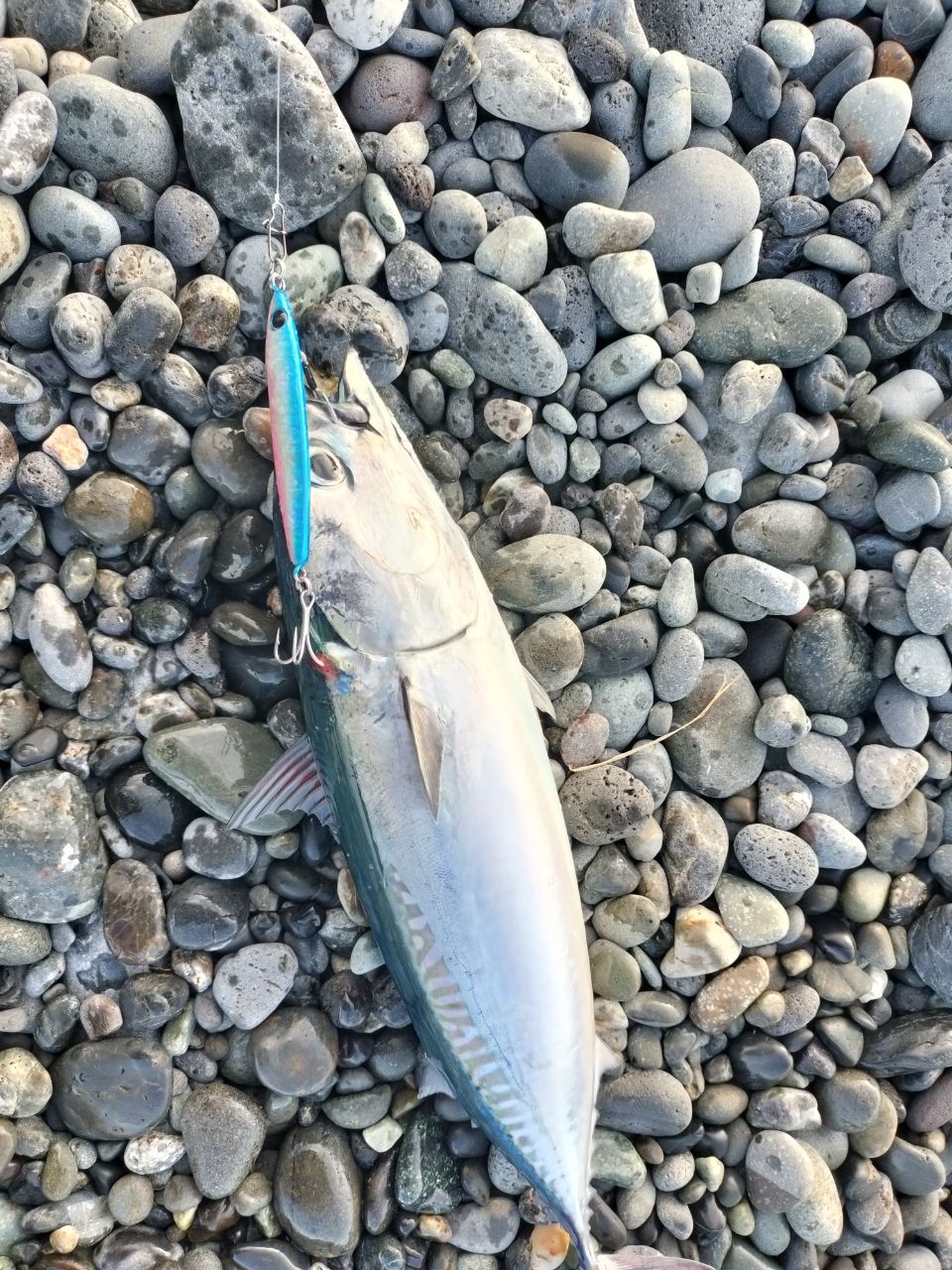 花火の親方さんの2025年07月12日(土)の釣行(静岡県 - 片浜海岸) - アングラーズ | 釣果600万件の魚釣り情報サイト