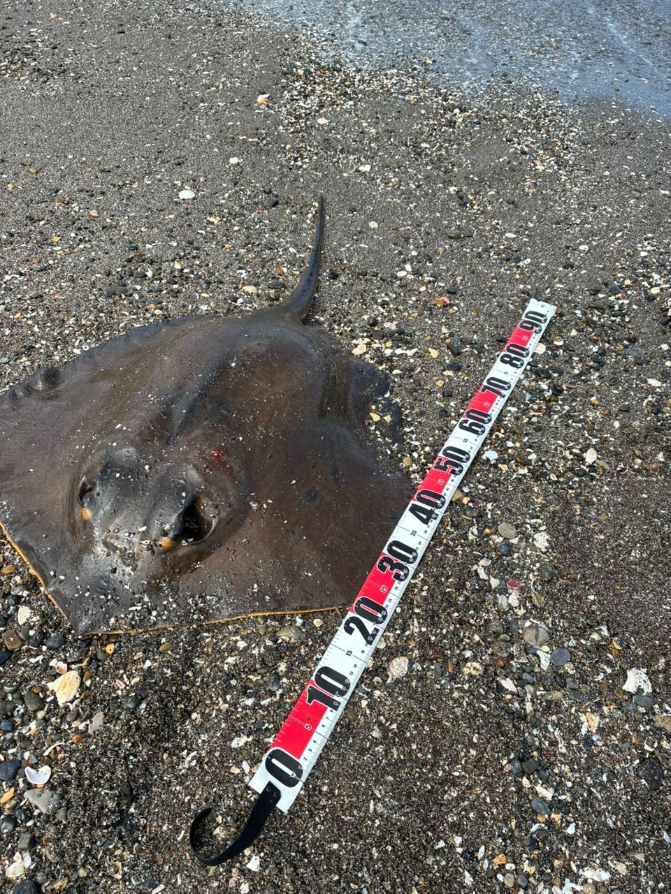 ChiwaChiwaさんの2025年07月13日(日)の釣行(千葉県 - 新舞子海岸（富津）) - アングラーズ | 釣果600万件の魚釣り情報サイト