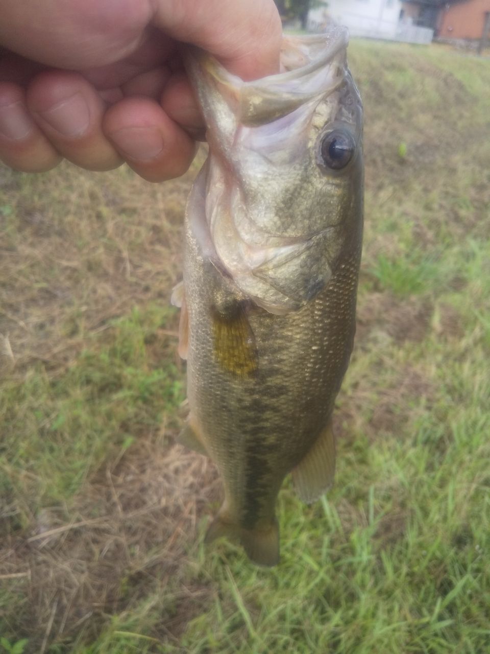 kuwa.n1444 さんの 2025年07月18日のブラックバスの釣り・釣果情報(岐阜県 - 大江川) - アングラーズ | 釣果600万件 ...