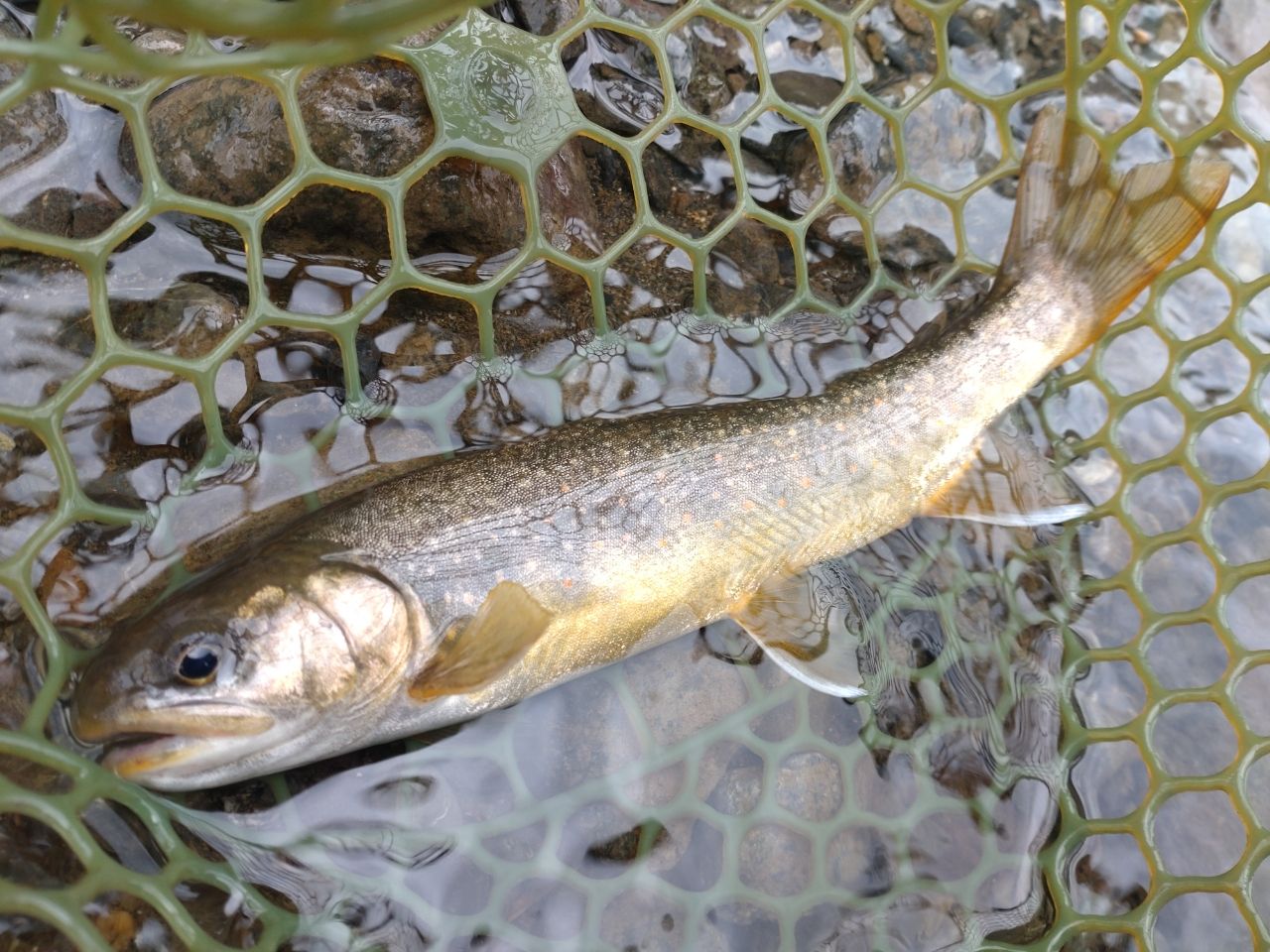 アングラー1328926さんの2025年07月19日(土)の釣行(北海道 - 沙流川上流) - アングラーズ | 釣果600万件の魚釣り情報サイト