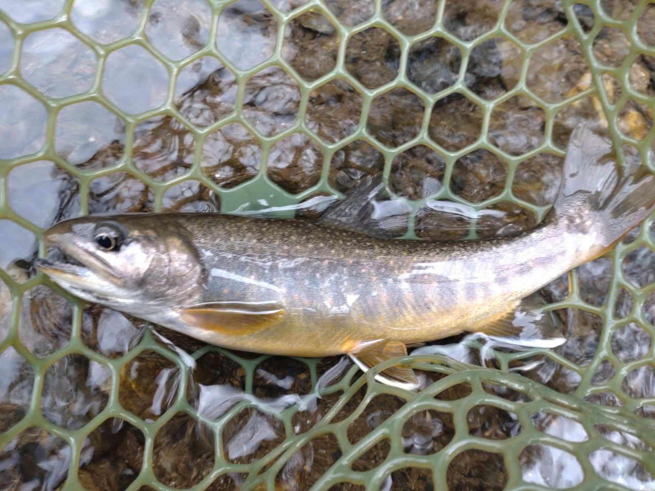 アングラー1328926 さんの 2025年07月21日のオショロコマの釣り・釣果情報(北海道 - 沙流川上流) - アングラーズ | 釣果 ...