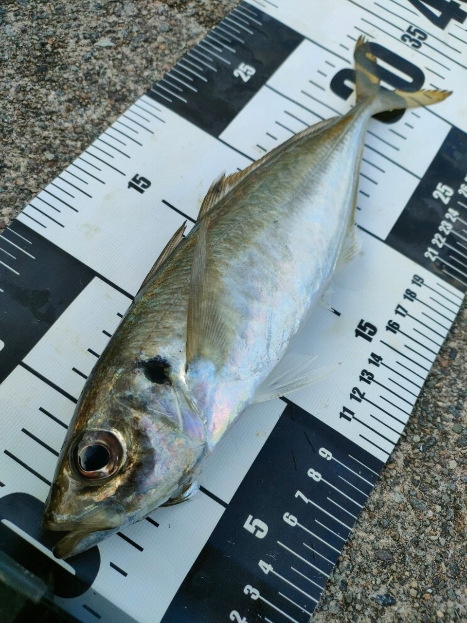 サゴッシーさんの2025年07月22日(火)の釣行(日本海) - アングラーズ | 釣果600万件の魚釣り情報サイト