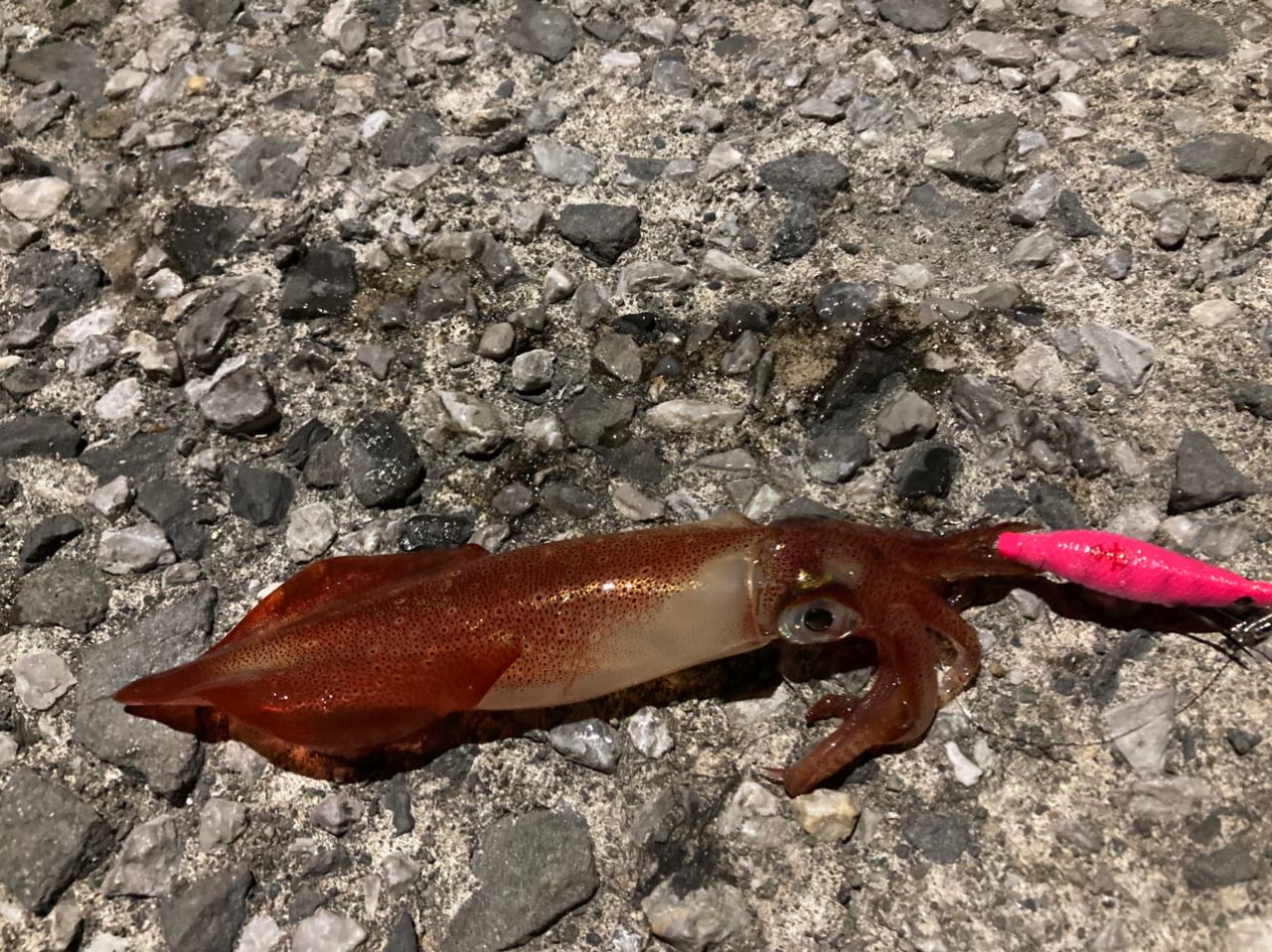 BunGo Fish さんの 2025年07月25日のケンサキイカの釣り・釣果情報(大分県 - 佐賀関港) - アングラーズ | 釣果600万 ...