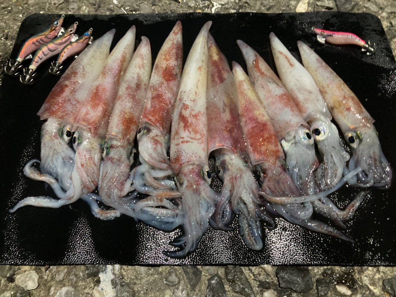 BunGo Fish さんの 2025年08月07日のケンサキイカの釣り・釣果情報(大分県 - 佐賀関港) - アングラーズ | 釣果600万 ...