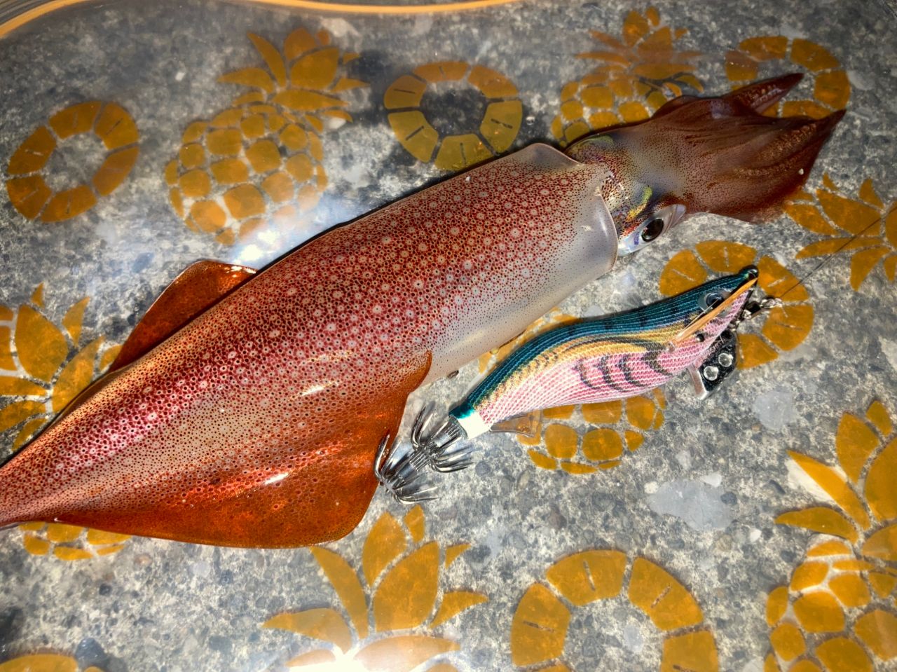 BunGo Fish さんの 2025年08月07日のケンサキイカの釣り・釣果情報(大分県 - 佐賀関港) - アングラーズ | 釣果600万 ...