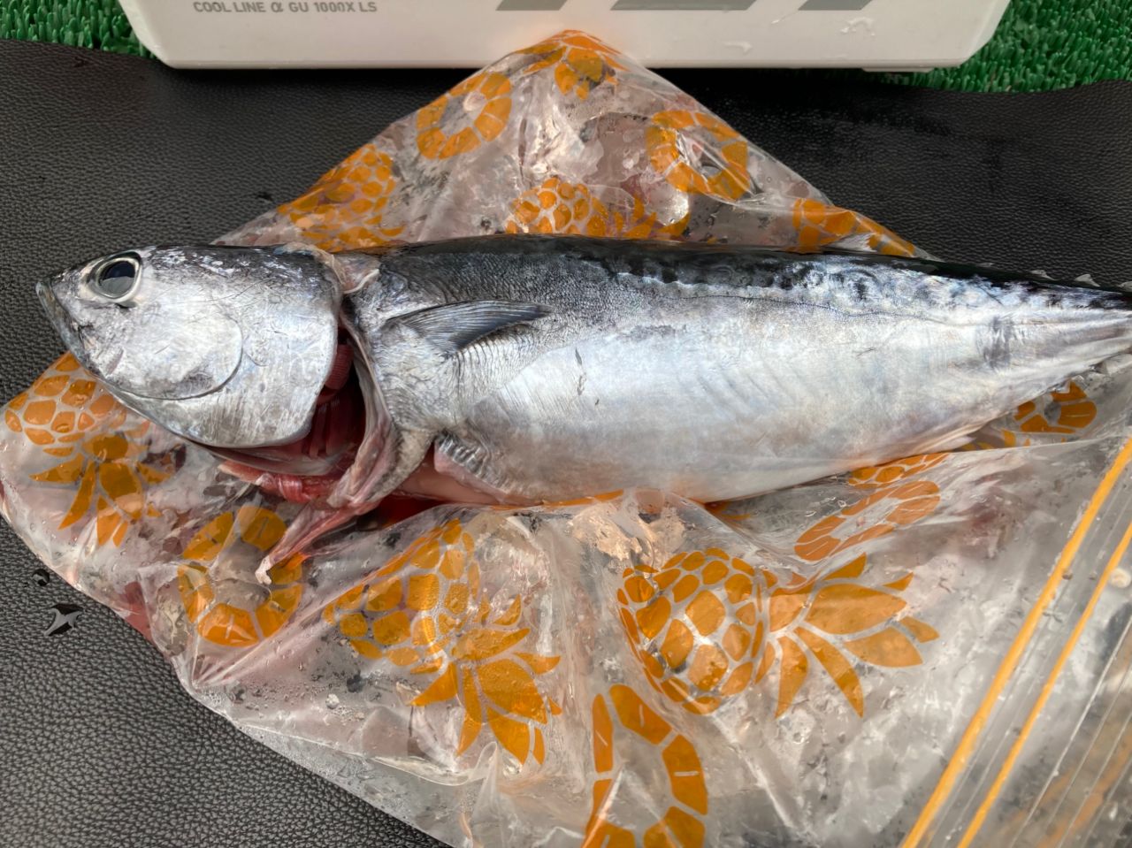 BunGo Fish さんの 2025年08月07日のケンサキイカの釣り・釣果情報(大分県 - 佐賀関港) - アングラーズ | 釣果600万 ...