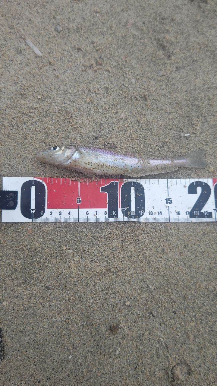 YYBBさんの2025年08月09日(土)の釣行(広島県 - 能美島) - アングラーズ | 釣果600万件の魚釣り情報サイト