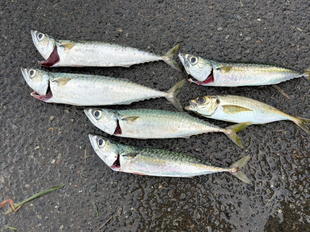 Masa07🔰 さんの 2025年08月12日のサバの釣り・釣果情報(山形県 - 山形県酒田市近辺) - アングラーズ | 釣果600万件の ...