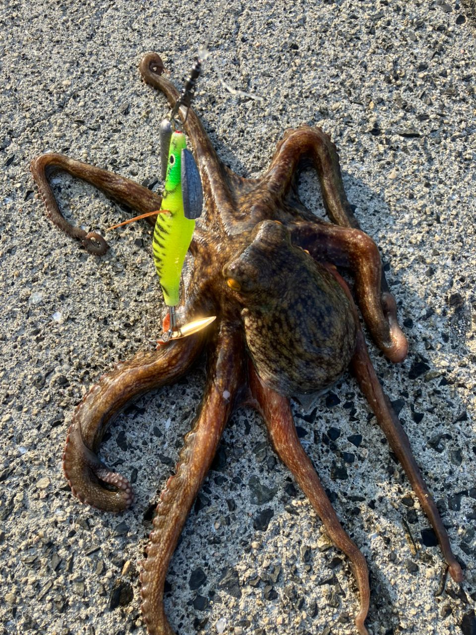 TY2022 さんの 2025年08月16日のマダコの釣り・釣果情報(愛媛県 - しまなみ海道) - アングラーズ | 釣果600万件の魚釣り ...