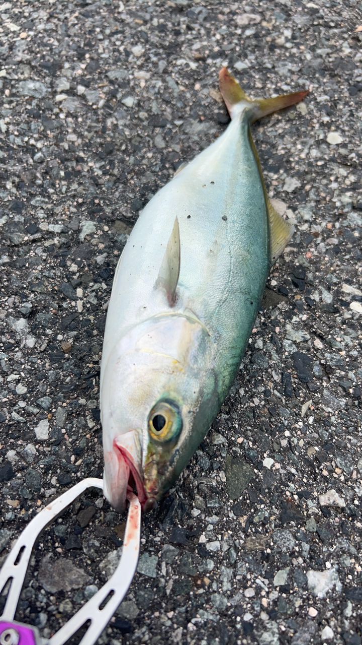 yutenさんの2025年09月05日(金)の釣行(鳥取県 - 夢みなと公園) - アングラーズ | 釣果600万件の魚釣り情報サイト