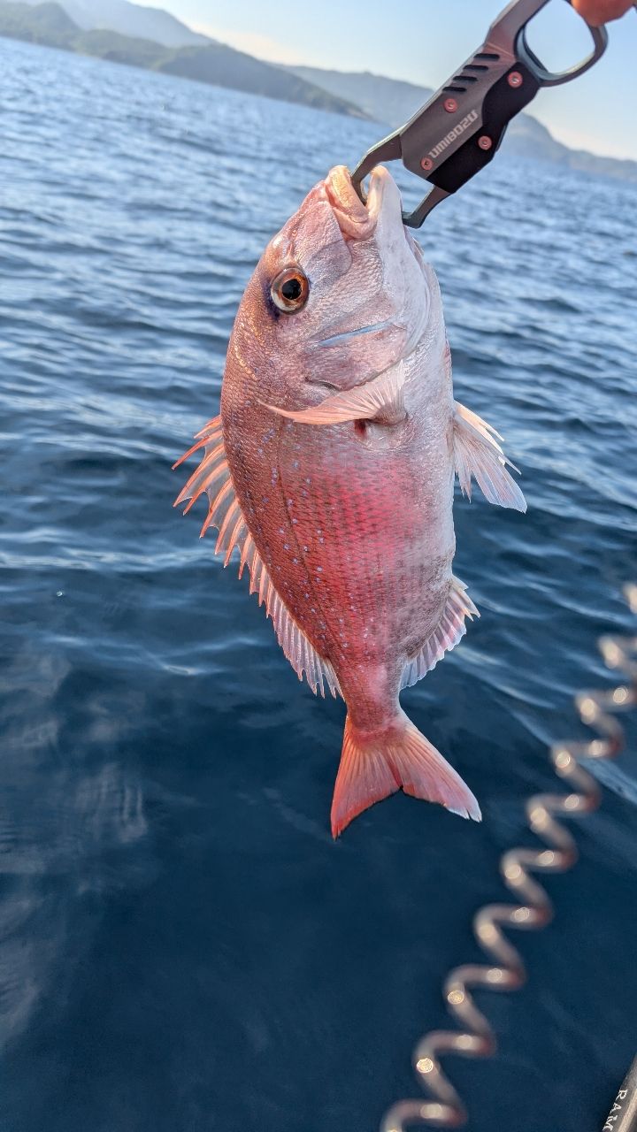 KG45 さんの 2025年09月16日のマダイの釣り・釣果情報(島根県 - 島根県松江市近辺) - アングラーズ | 釣果600万件の魚釣り ...