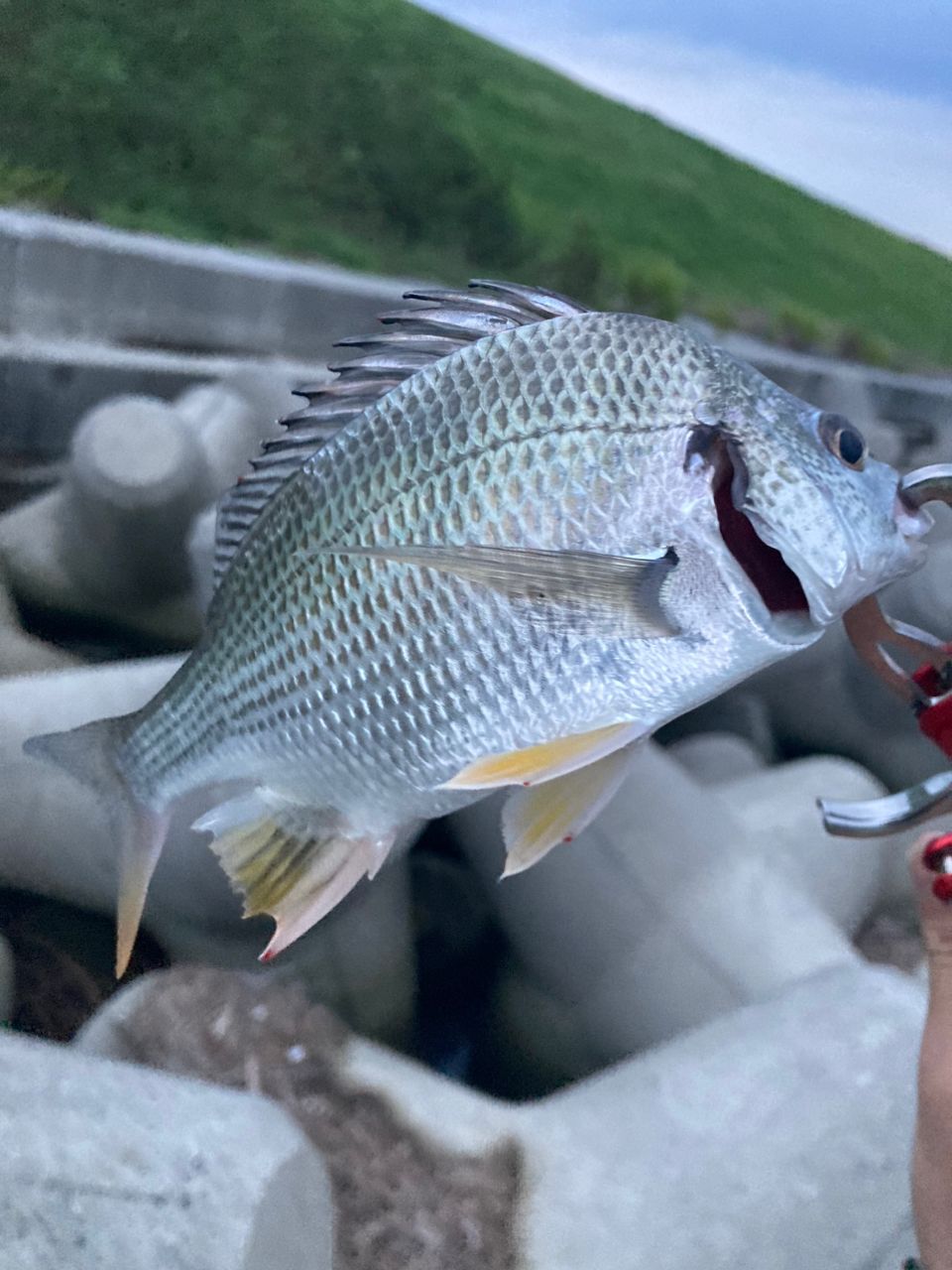 バッコリ平次さんの2025年09月18日(木)の釣行(宮城県 - 名取川河口) - アングラーズ | 釣果600万件の魚釣り情報サイト