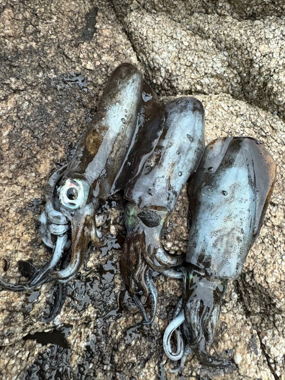 コア914217さんの2025年09月21日(日)の釣行(山口県 - 周防灘) - アングラーズ | 釣果600万件の魚釣り情報サイト