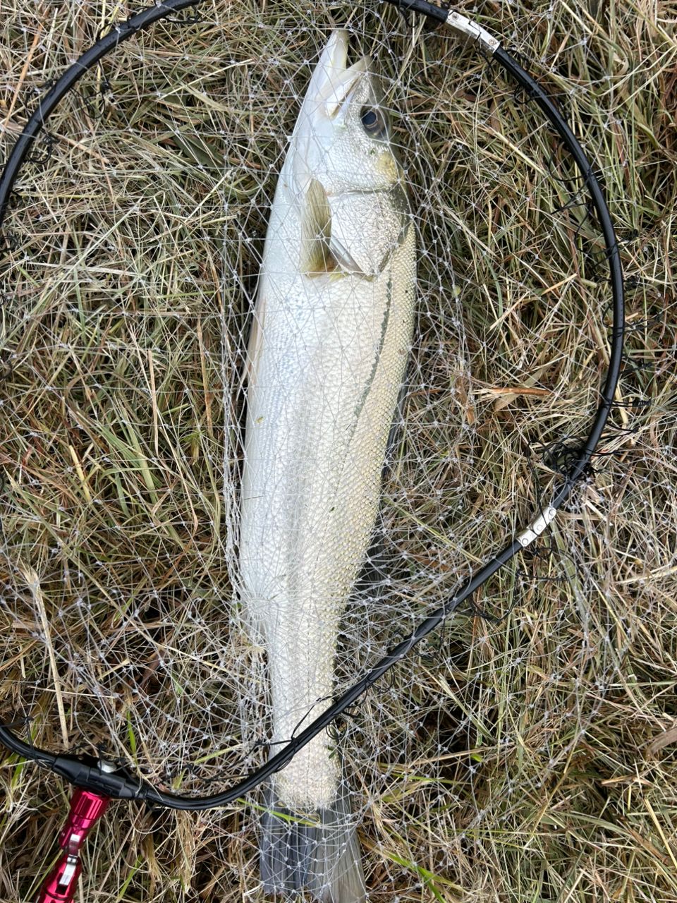 ラクバシン さんの 2025年09月21日のシーバスの釣り・釣果情報(新潟県 - 関川河口) - アングラーズ | 釣果600万件の魚釣り情報サイト