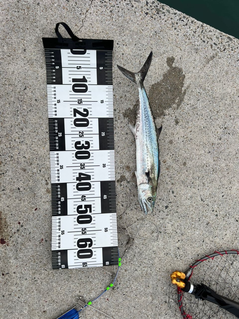 ルアー失いニキ さんの 2025年10月30日のサゴシの釣り・釣果情報(福岡県 - 津屋崎港) - アングラーズ | 釣果600万件の魚釣り情報サイト