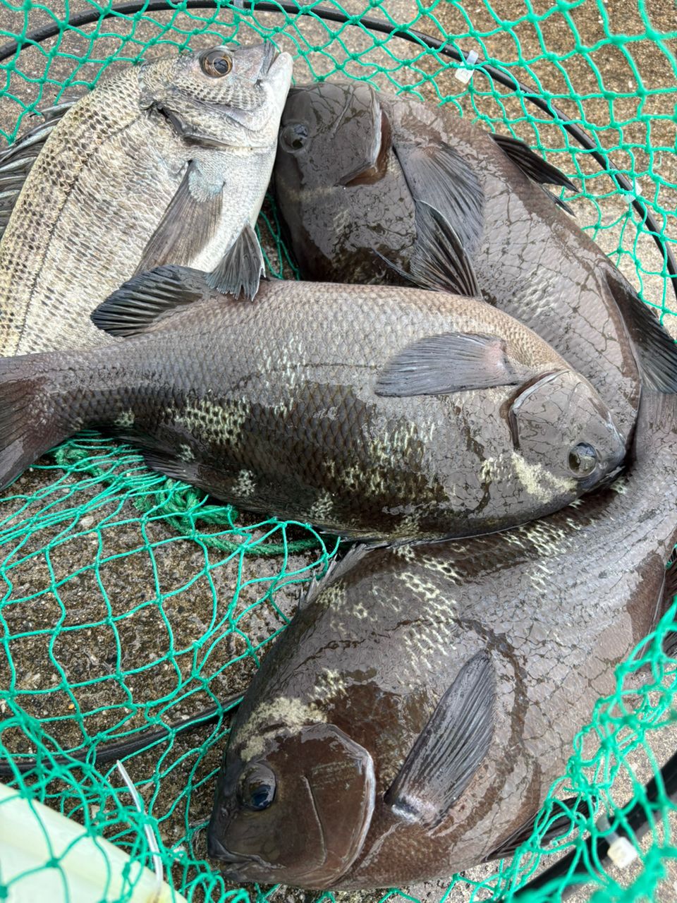 MOTO F さんの 2025年10月31日のグレの釣り・釣果情報(静岡県 - 表浜名湖) - アングラーズ | 釣果600万件の魚釣り情報サイト